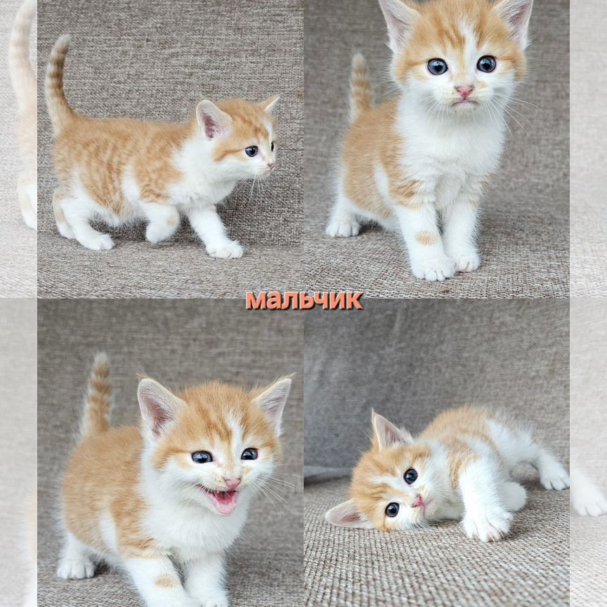 Котята рыжие