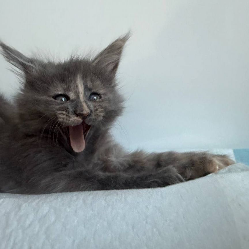Котята мейн-кун