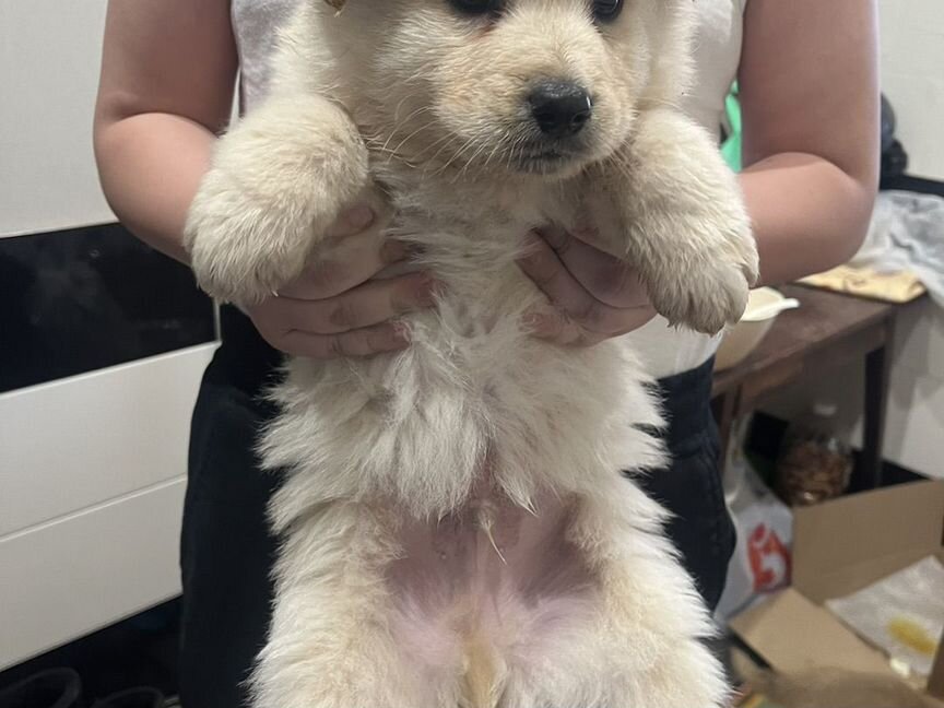 Собака Акита