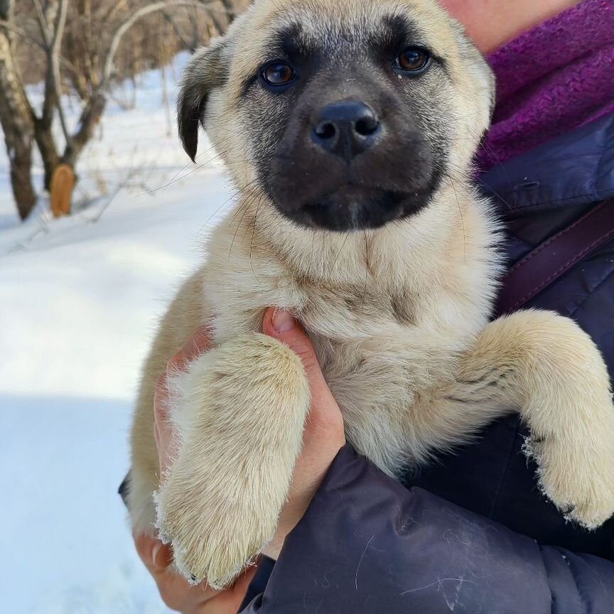 Щенок мальчик 2 мес