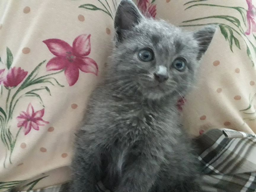 Шотландская вислоухая кошка