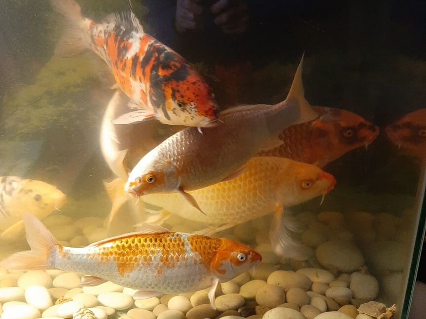 Продам карпов кои