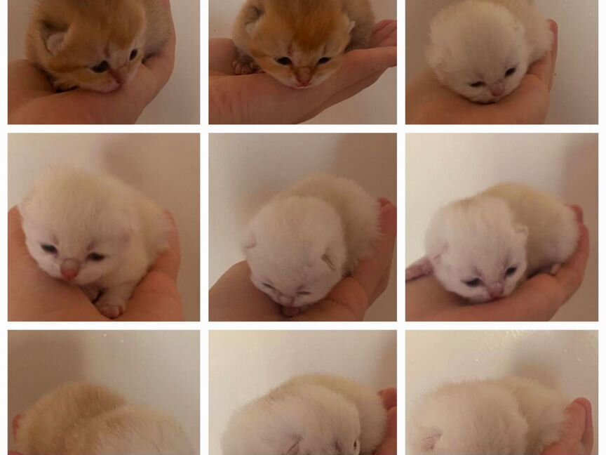 Британские котята