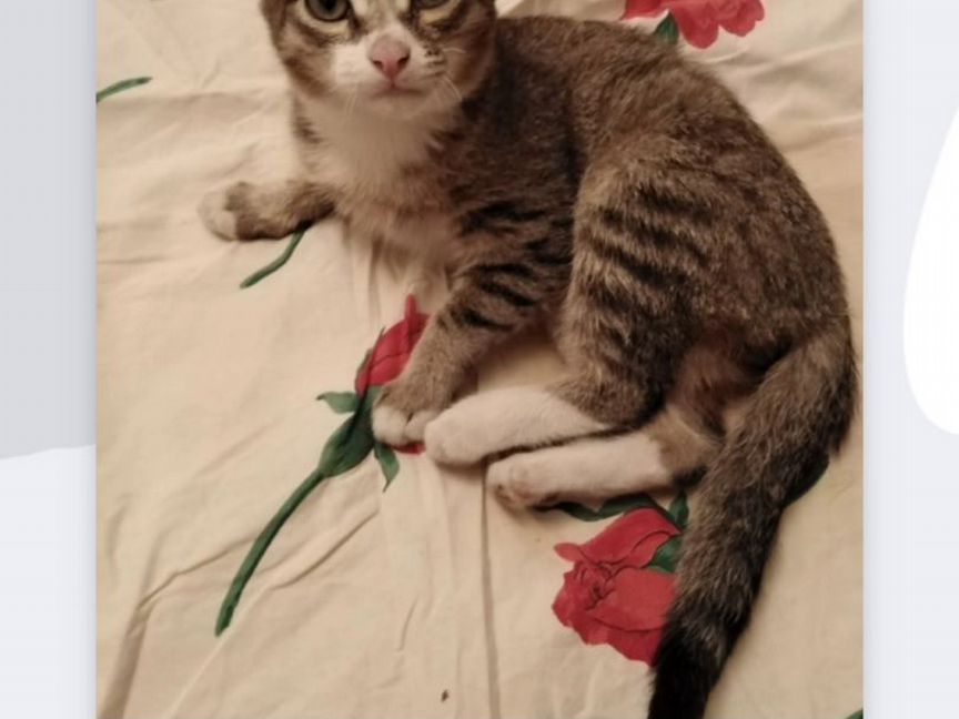Котик, 3 мес, нужны добрые ручки