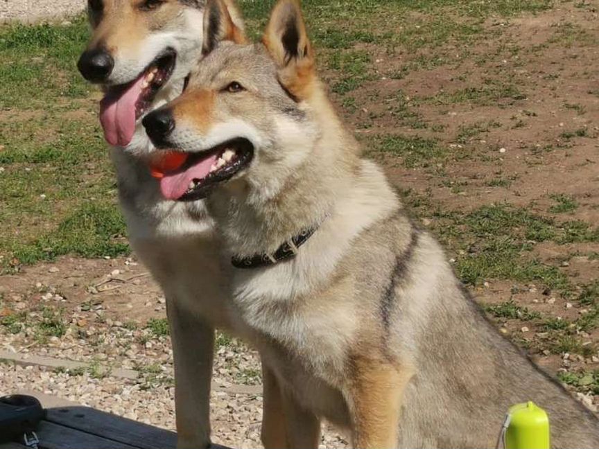 Чехословацкая Волчья собака