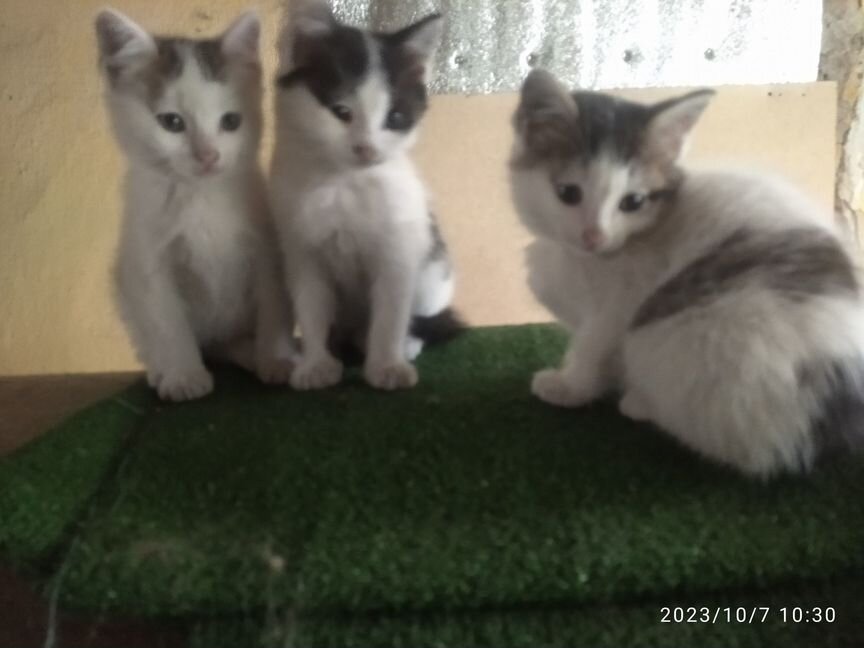 Мы котята, дружные ребята