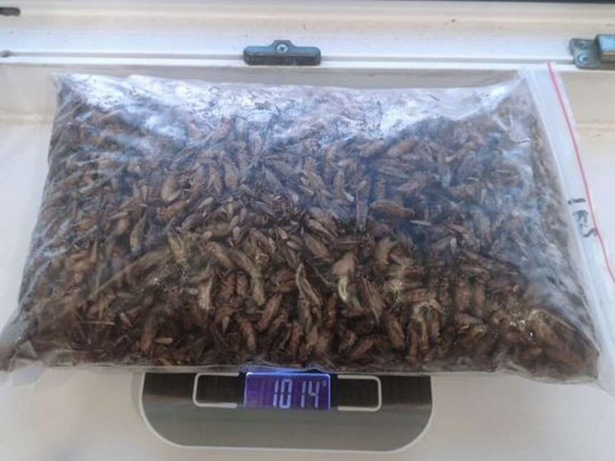 Сверчки домовые, заморозка