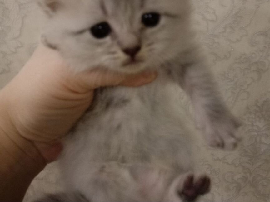 Британская