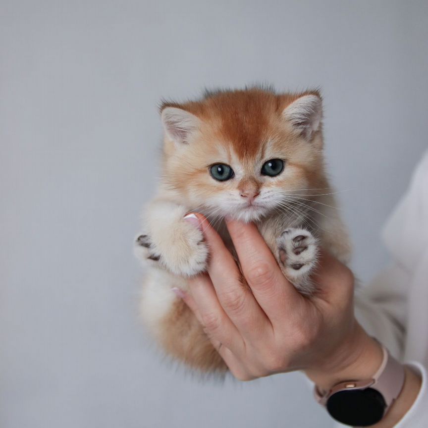 Британский котенок