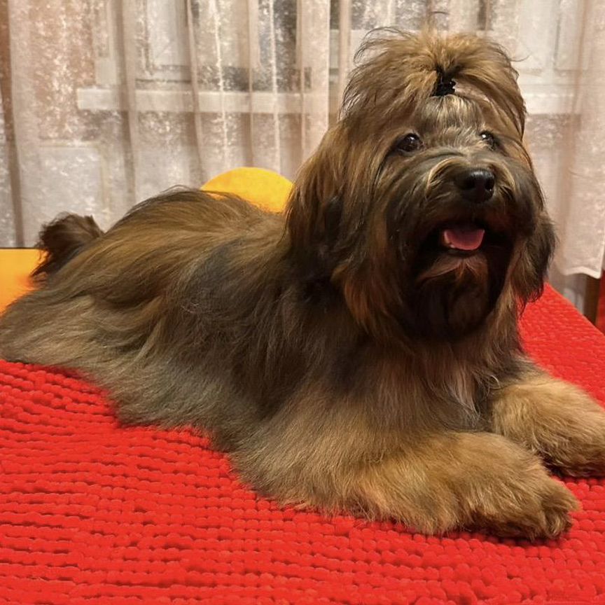 Мальтийская болонка, щенок