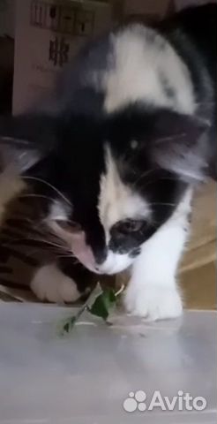 Котенок, девочка 3.5 мес