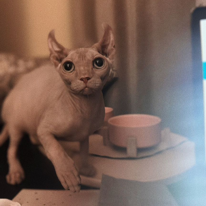 Котенок породы Эльф