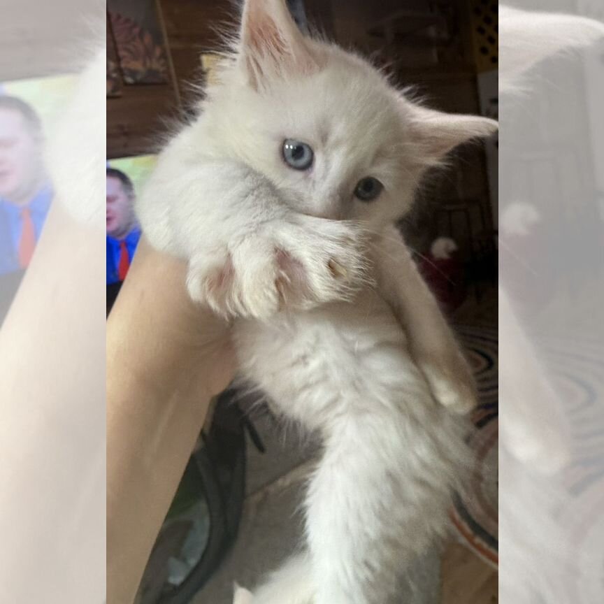 Мейн-кун котёнок