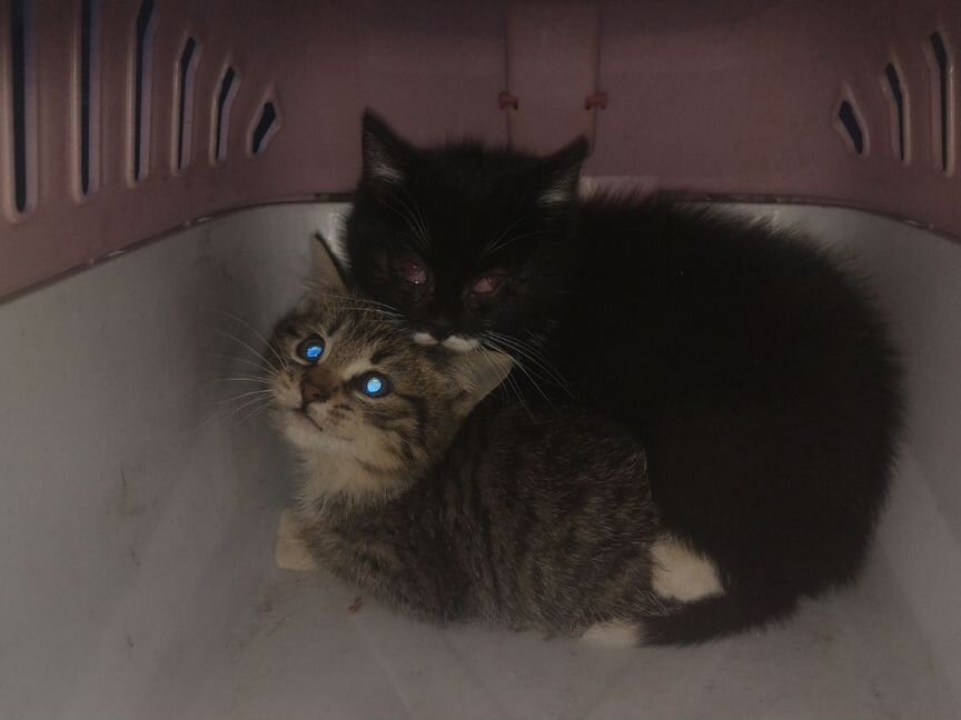 Котенок