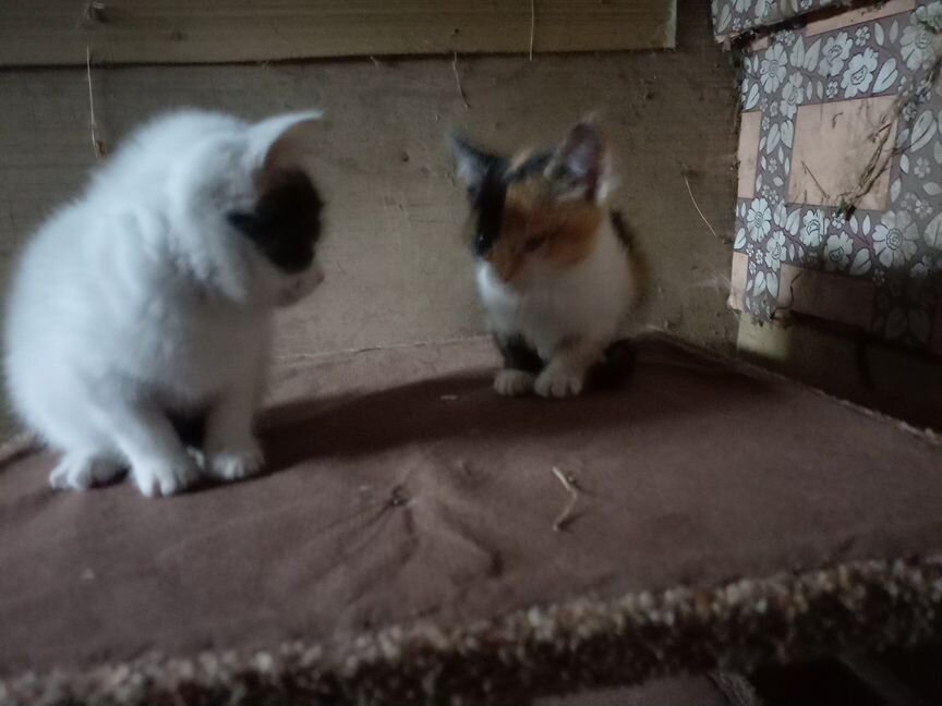 Подброшенные котята