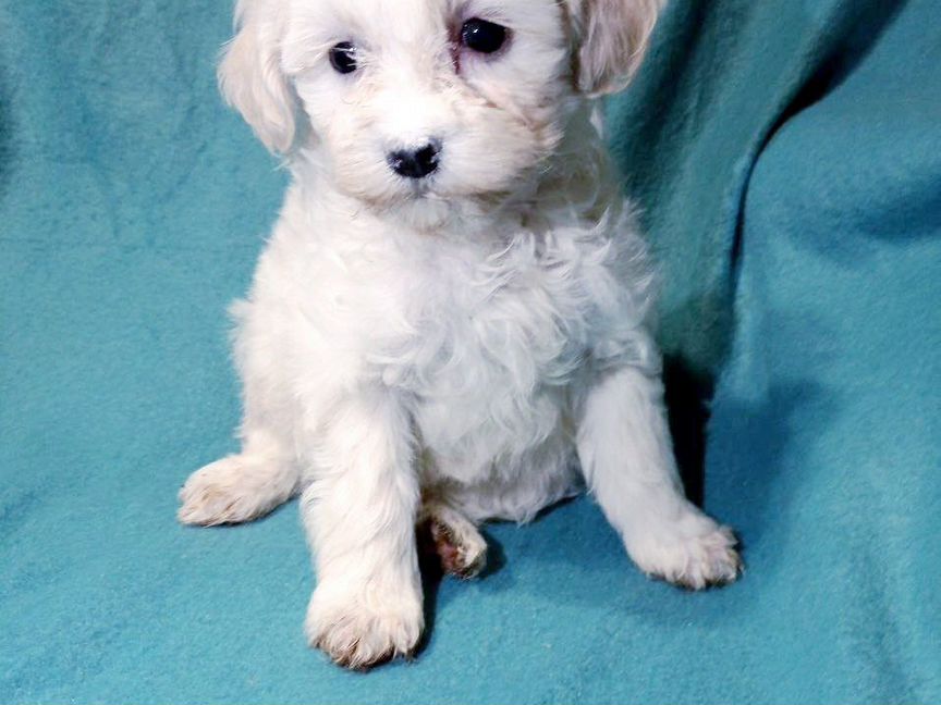 Мальтипу девочка