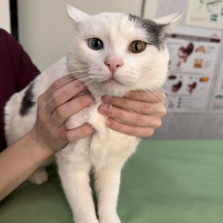 Котик с разными глазами в дар