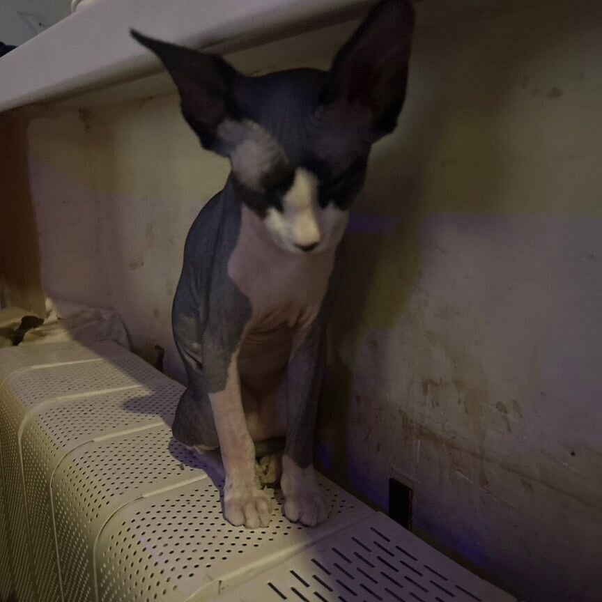 Канадский сфинкс