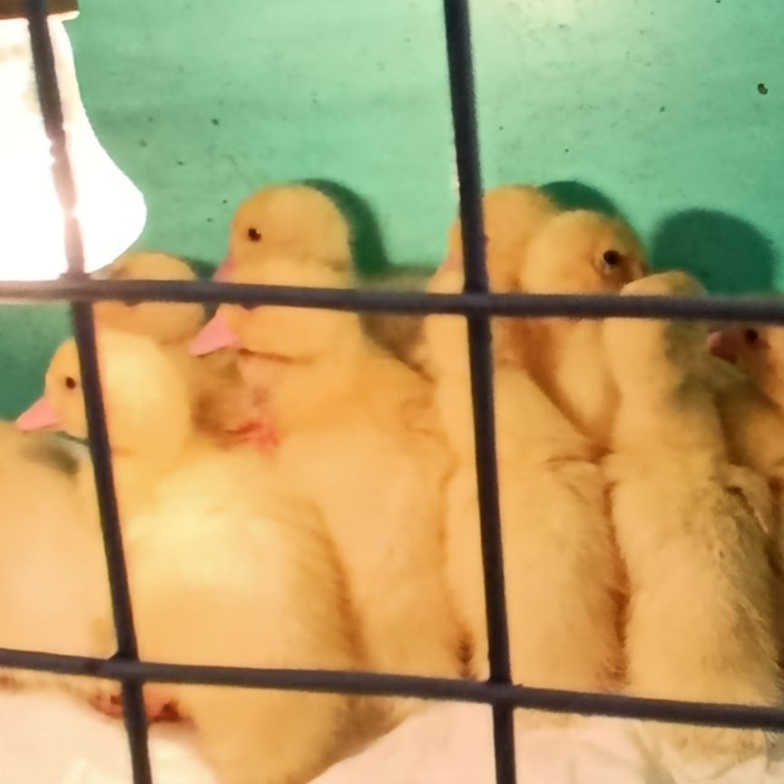 Мускусные утята индоутки