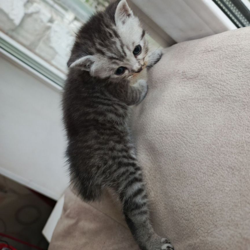 Шотландский прямоухий короткошёрстный котёнок