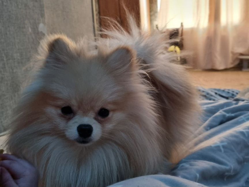 Померанский мини шпиц