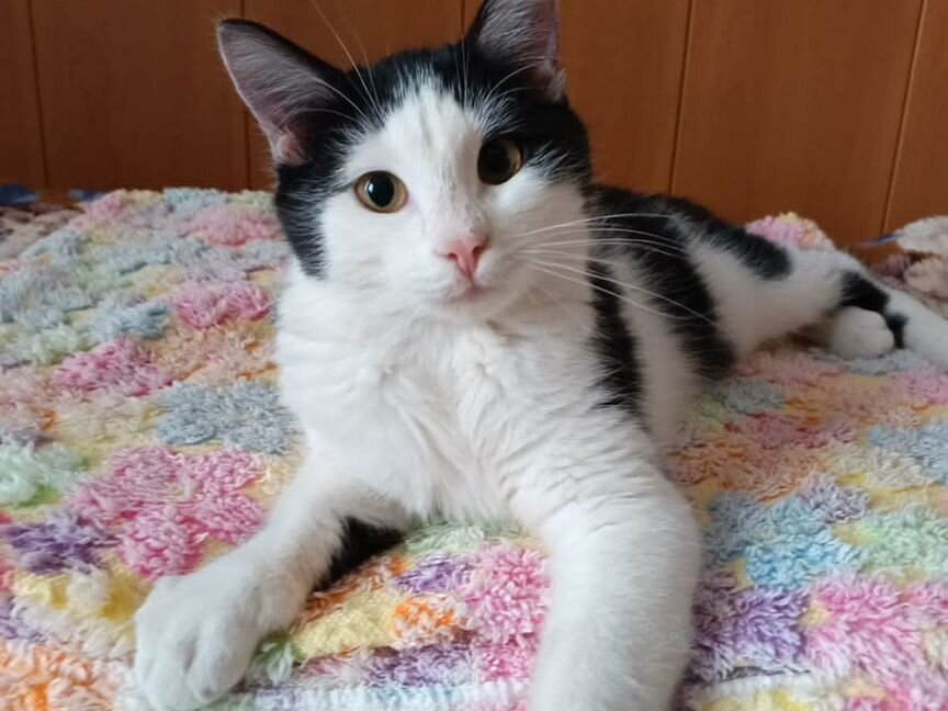 Кошечка Луняша ждет любящее сердце