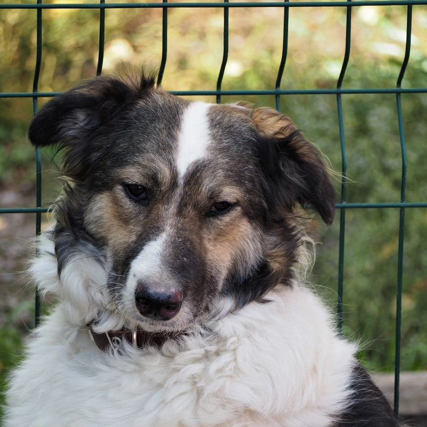 Ласковая собака ищем дом/передержку