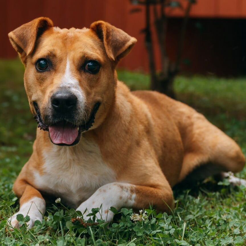 Американский стаффордширский терьер, взрослая собака