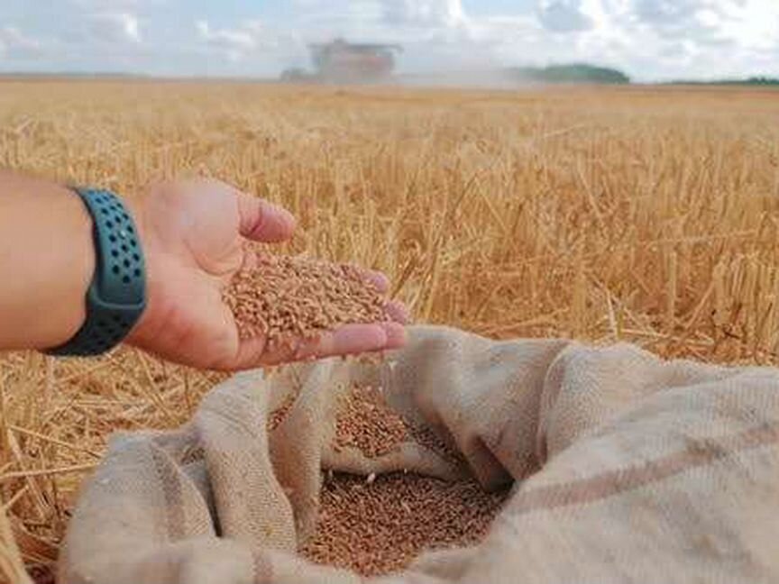 Продам зерно