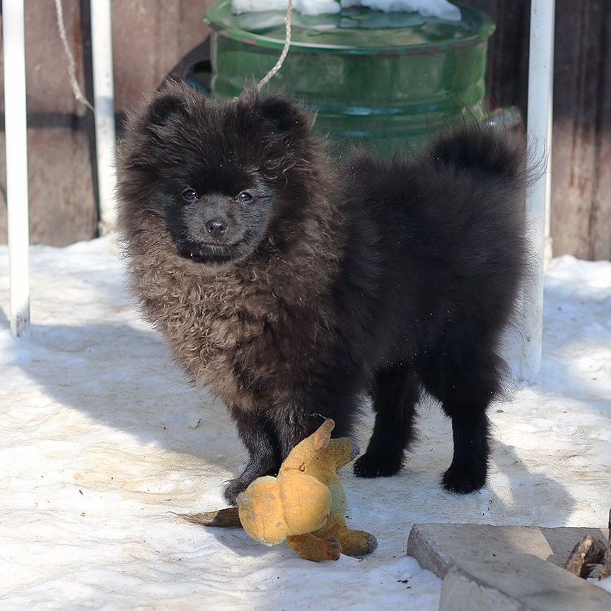 Щенок малого шпица