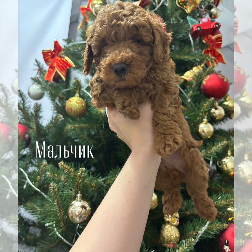 Той-пудель, щенок