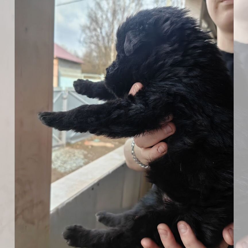 Русский черный терьер, щенок