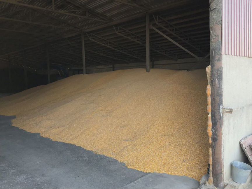 Продам кукурузу