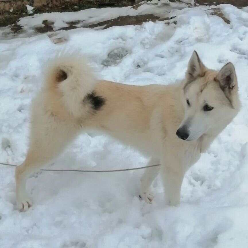 Западно сибирская лайка