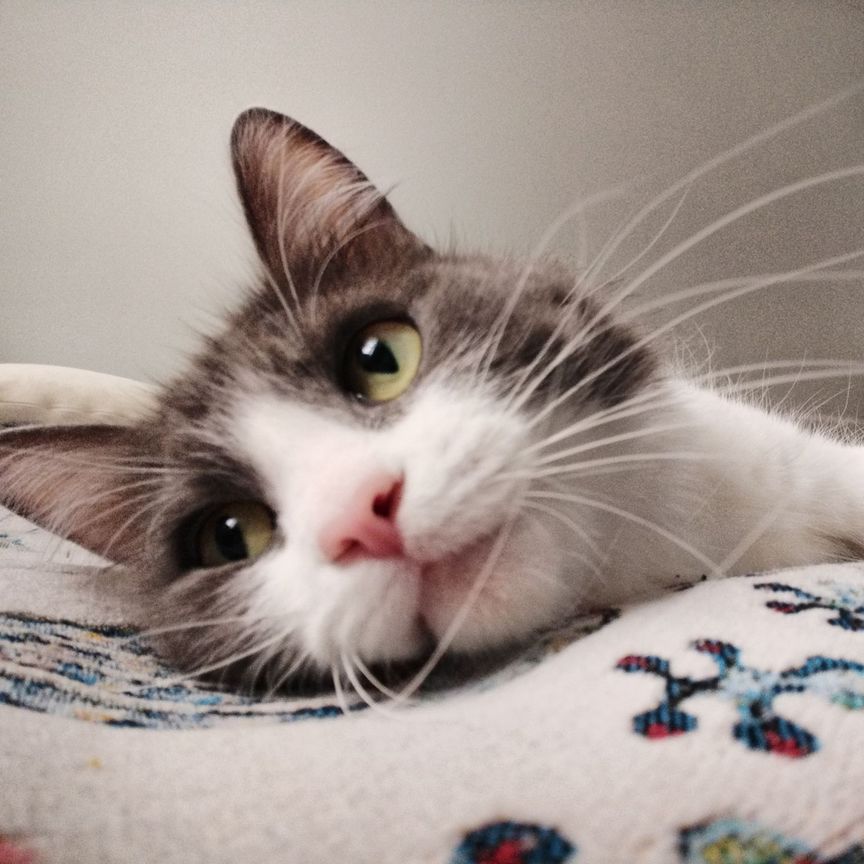 Кошка в дар