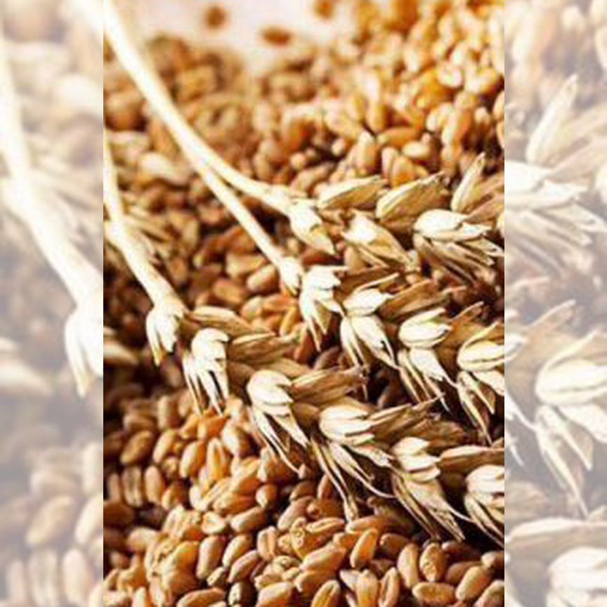 Зерно пшеница