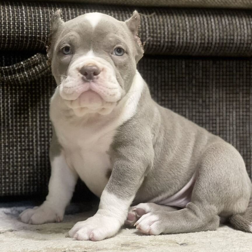 Американский булли