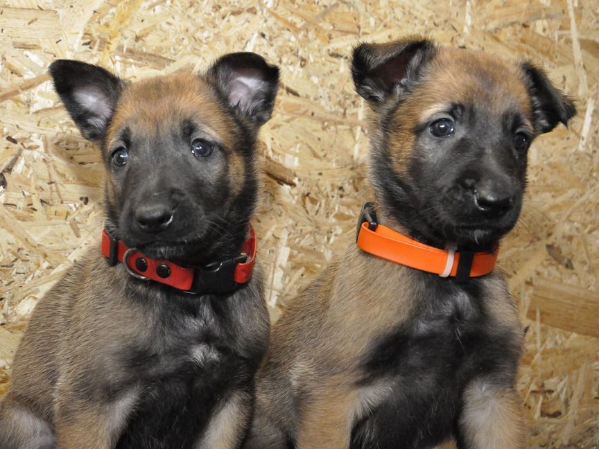 Бельгийская овчарка малинуа девочки