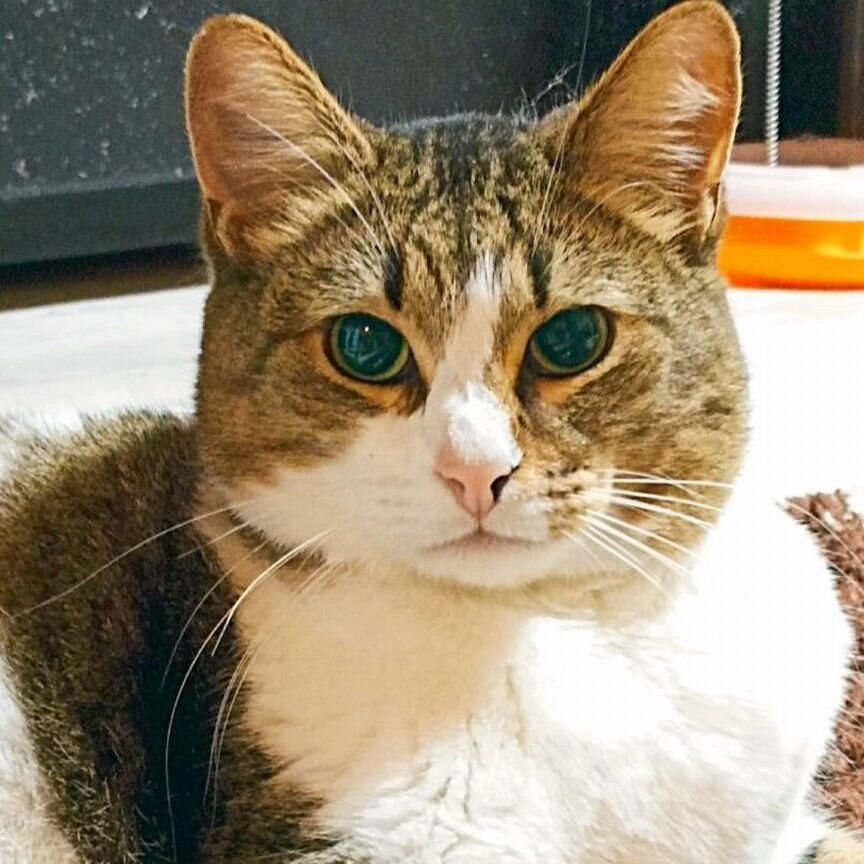 Настоящий друг котик Круассанчик