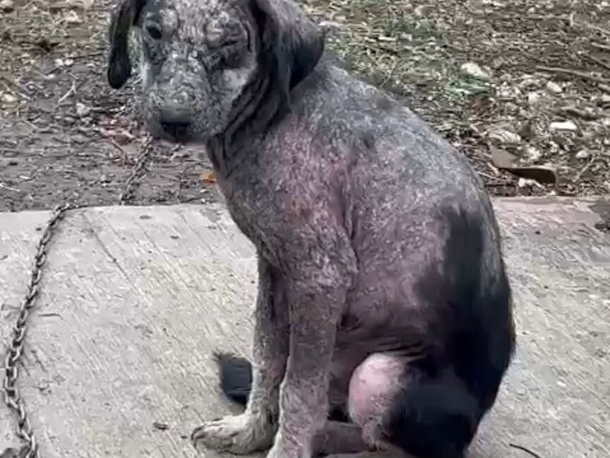 Собаки из курского ада ищут передержку