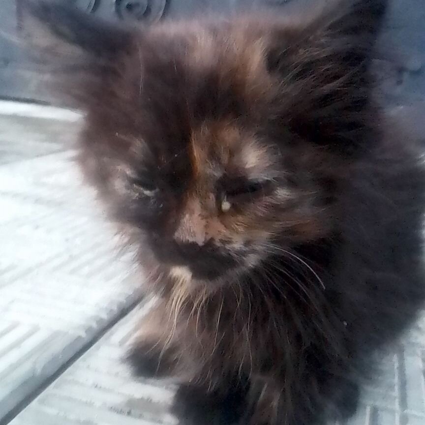 Отдам в хорошие руки