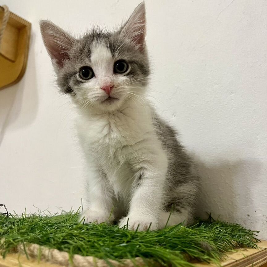 Котёнок