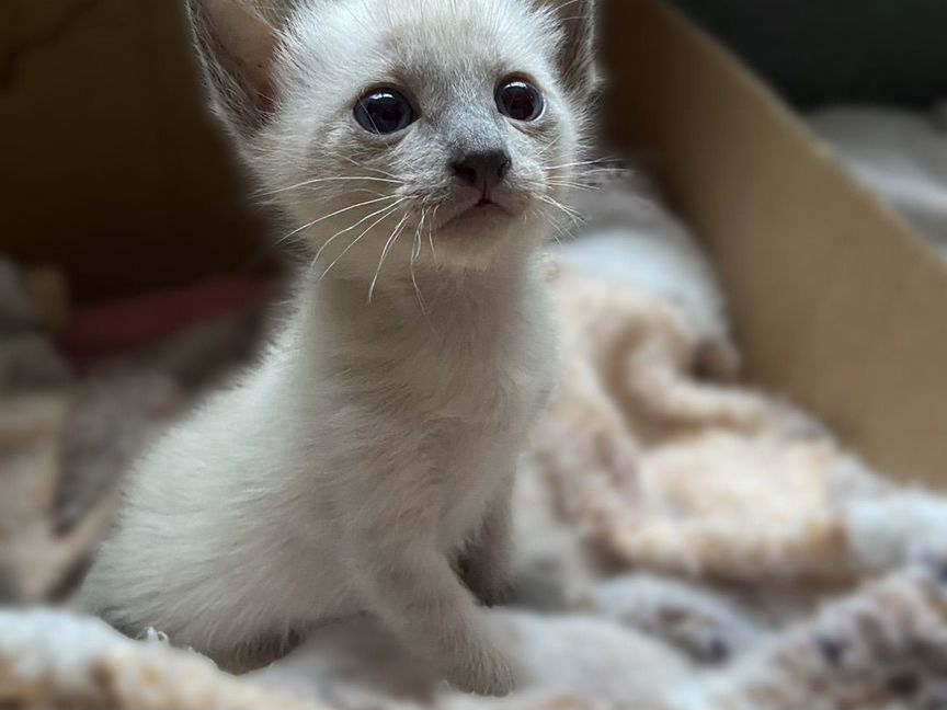 Тайский котенок мальчик