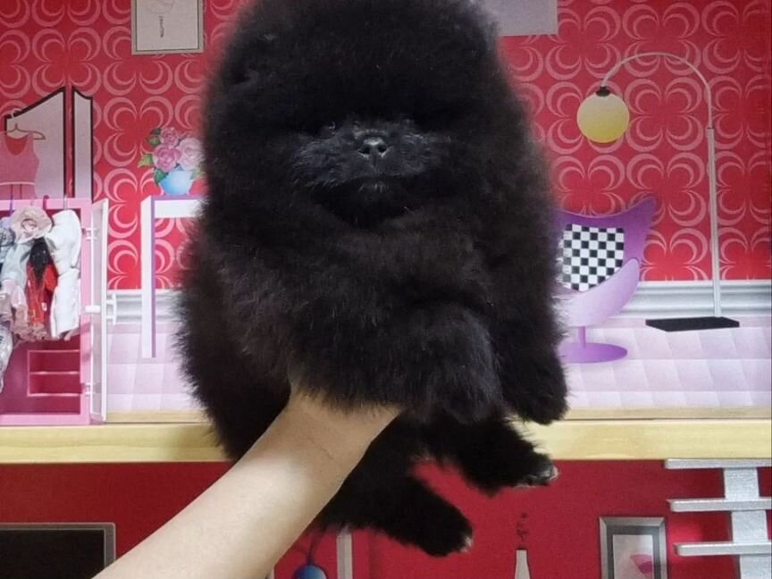 Шикарный чёрный мишка