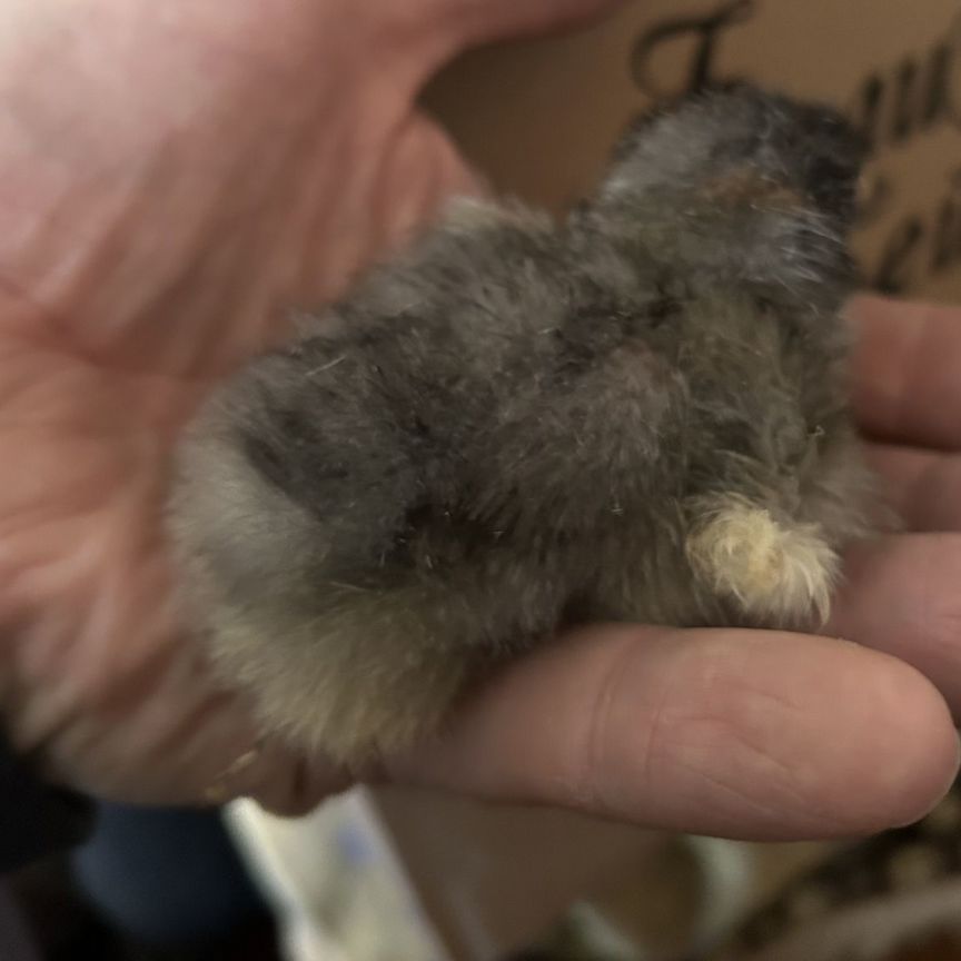 Цыплята породы маран