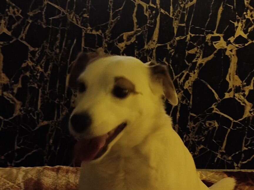 Собака в добрые руки отдам бесплатно