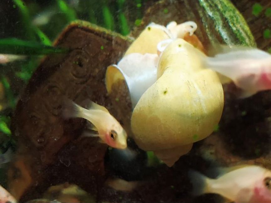 Ампулярии Улитки