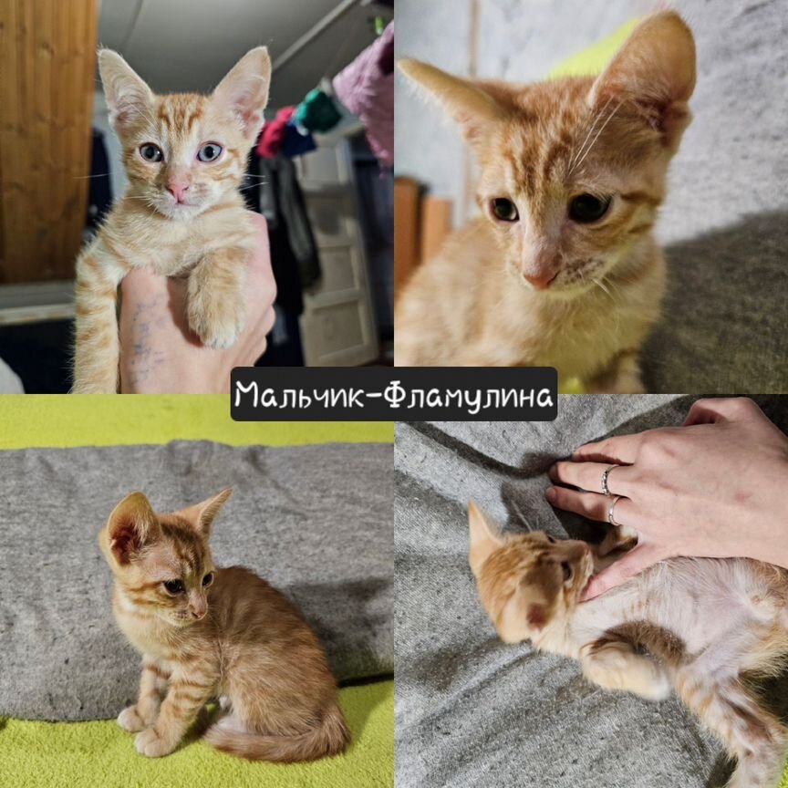 Котята четверть ориентала