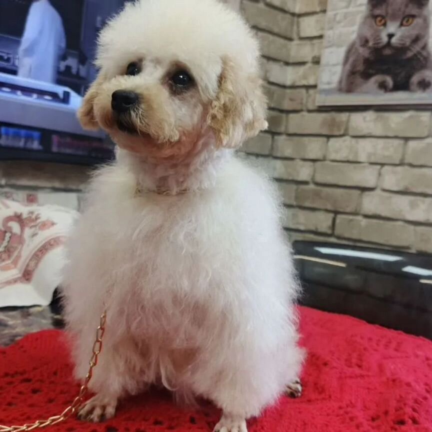 Девочка той пудель 1.5 г. абрикос