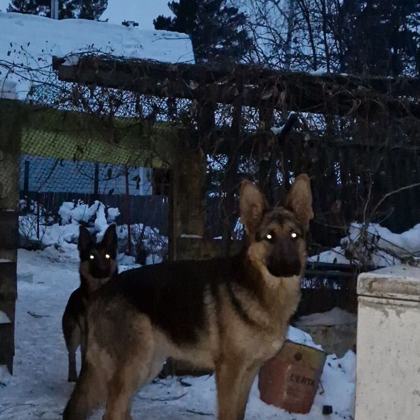 Немецкая овчарка